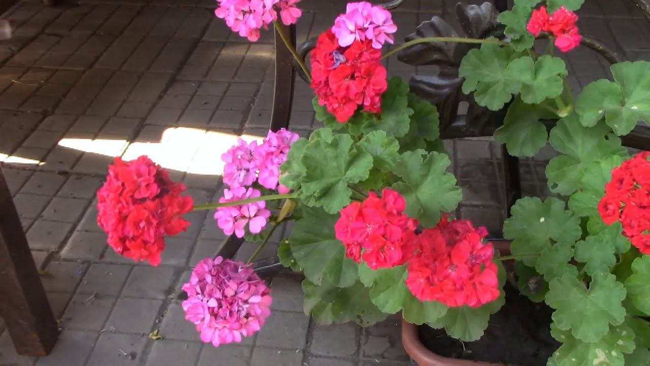 Выращивание пеларгонии от посева до цветения