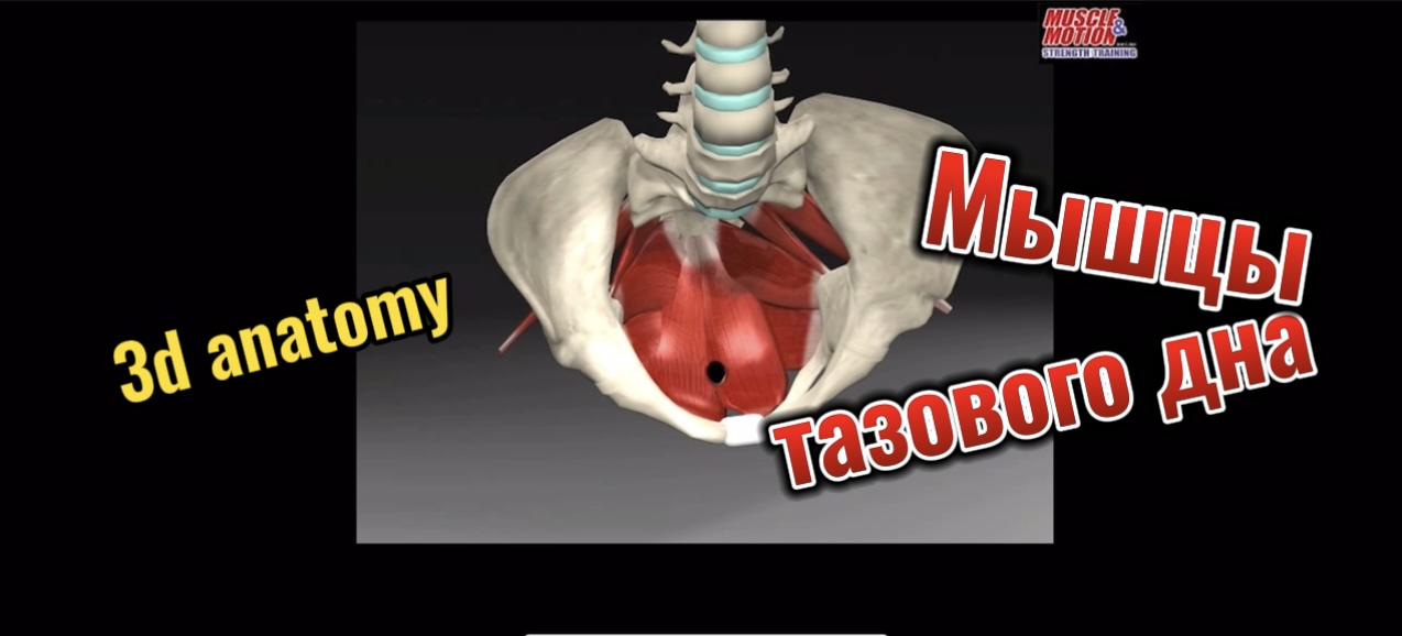 3d anatomy. Мышцы тазового дна.