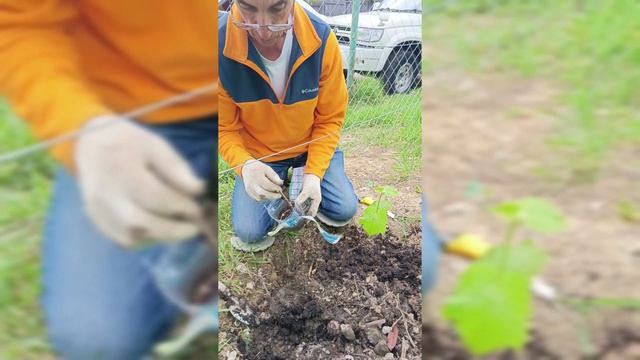 Посадка вегетирующих саженцев винграда  в Сочи.