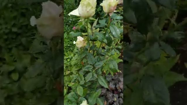 #shorts #роза.mp4