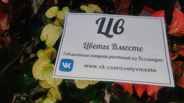 Цветы Вместе Приемка растений из Голландии 4 ноября 2020 года.