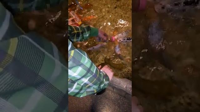 Кормим рыб соской