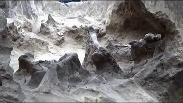 Античное погребение с чучелом коровы