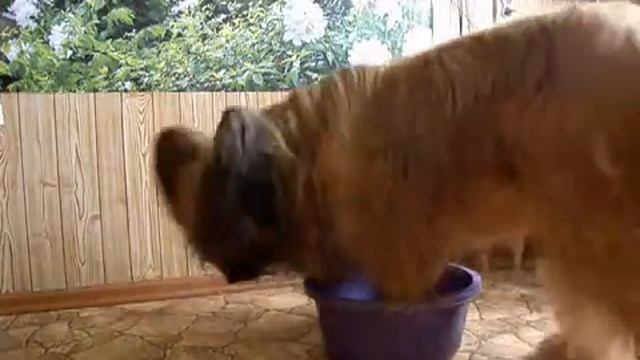 Monika briard, clicker III-b.mp4