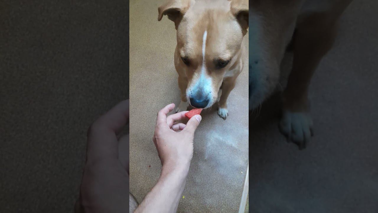 амстаф Брат ест кукурузу заедает арбузом