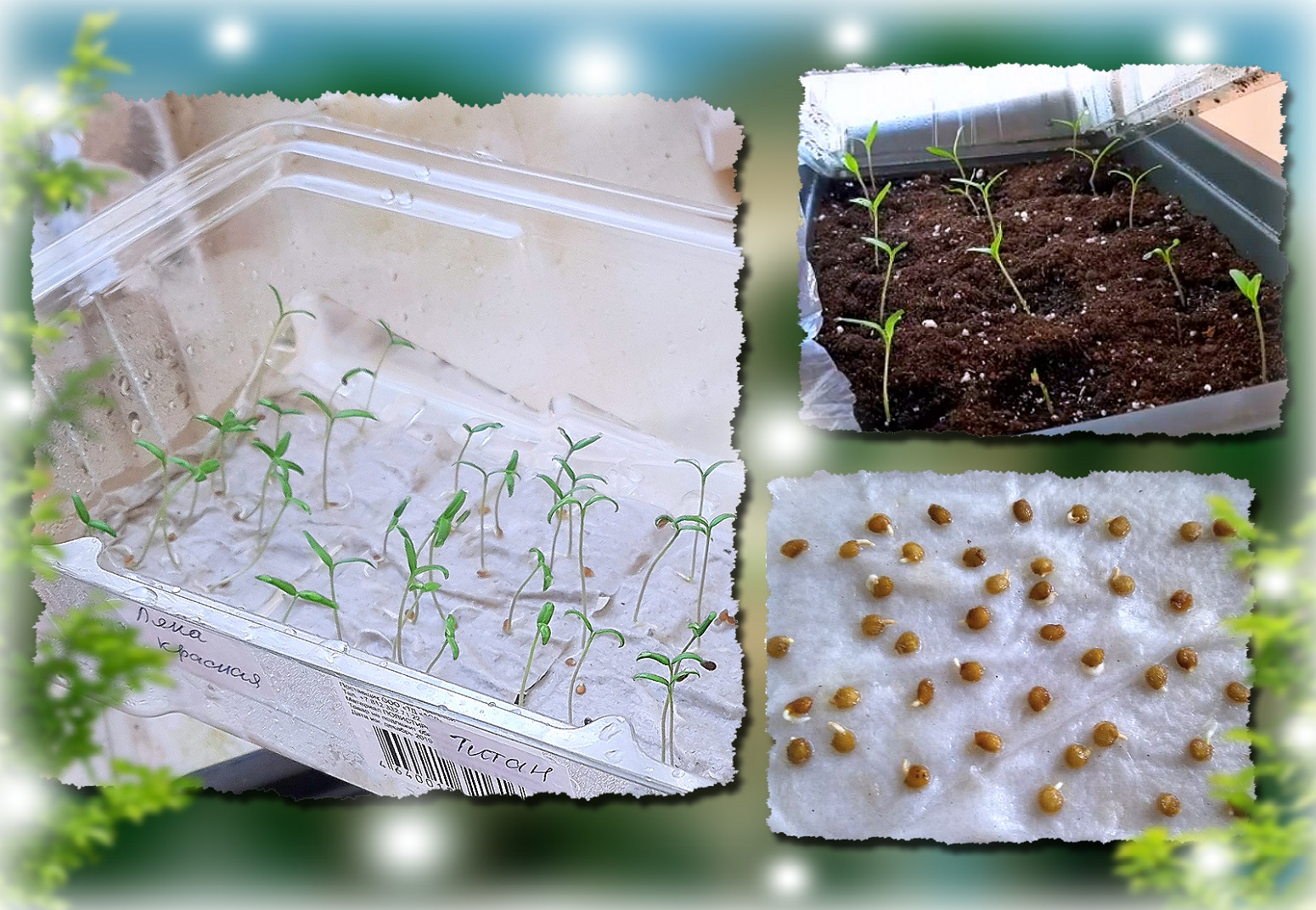 ✅? Проращивание семян томатов на туалетной бумаге и пикировка этой рассады. Чисто и просто !!!