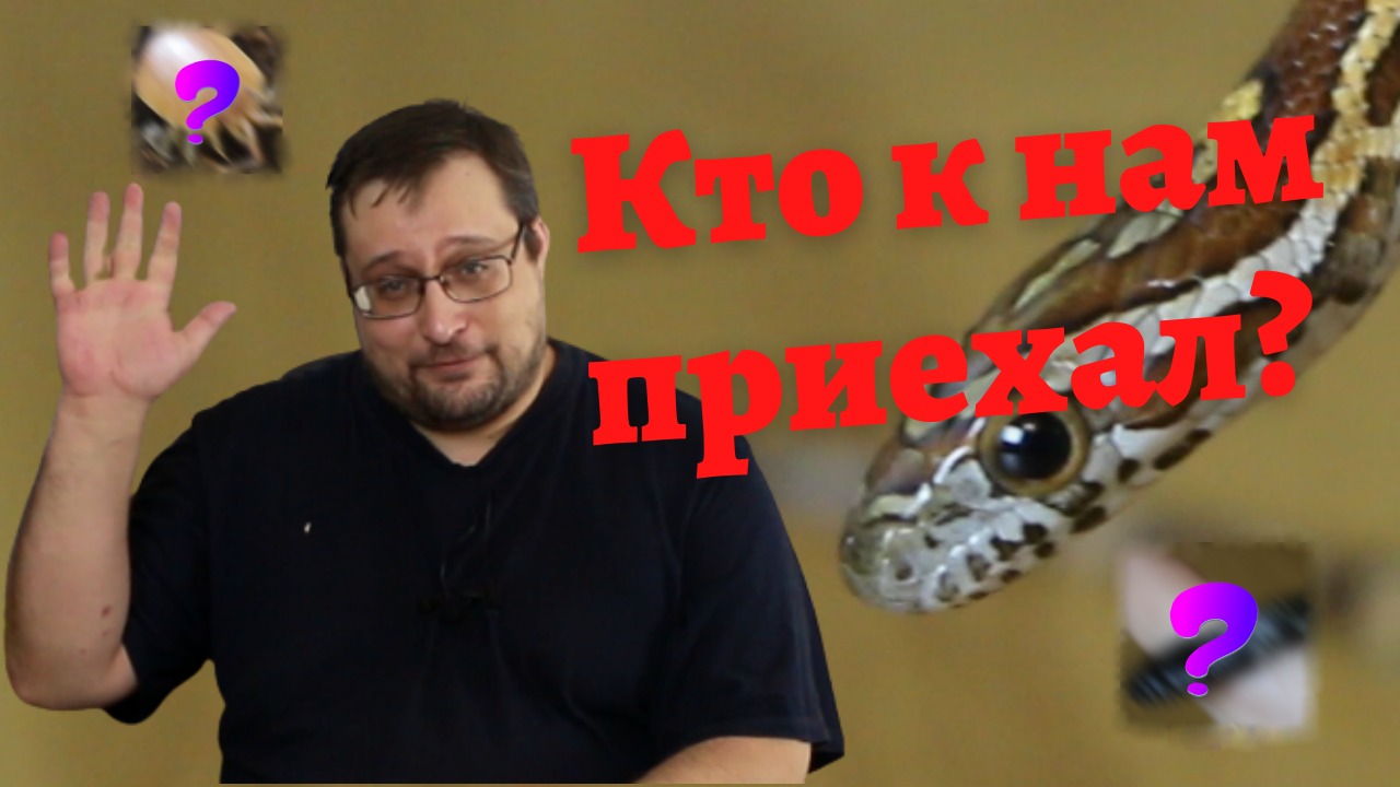 Маисовый полоз и не только, уход, содержание, морфы. Новая поставка