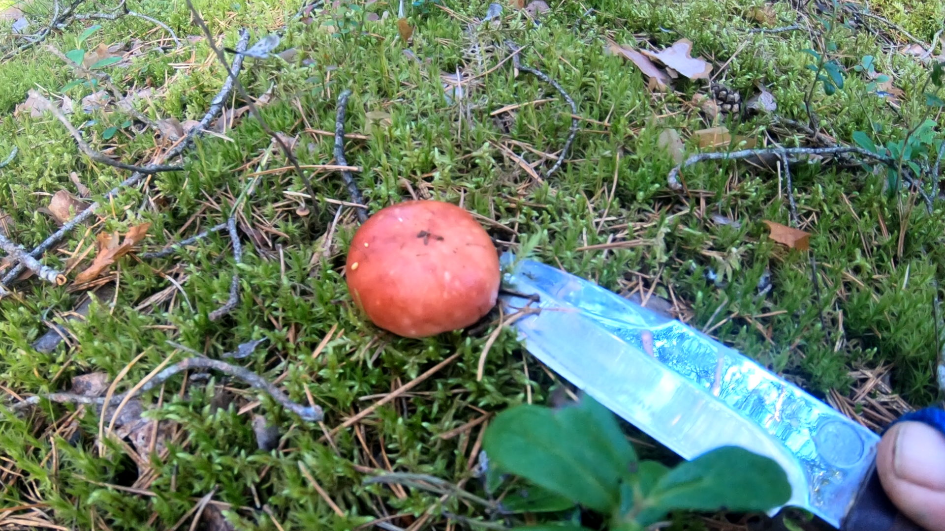 ТИХАЯ ОХОТА. ГРИБЫ. ПОДМОСКОВЬЕ. ЛЕТО.