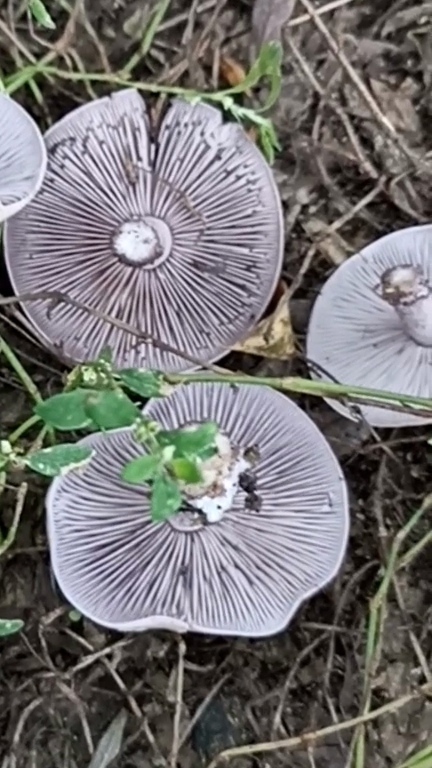 Рядовка фиолетовая. Грибы