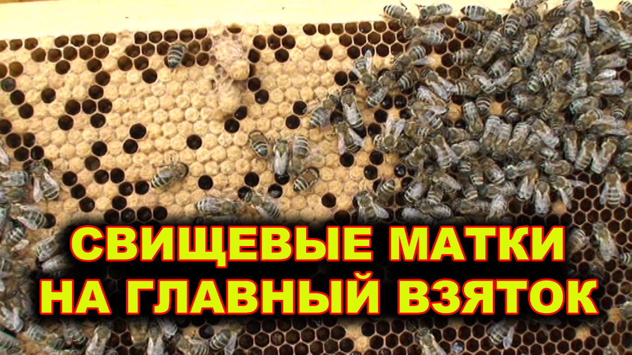 Свищевые матки на главный взяток.