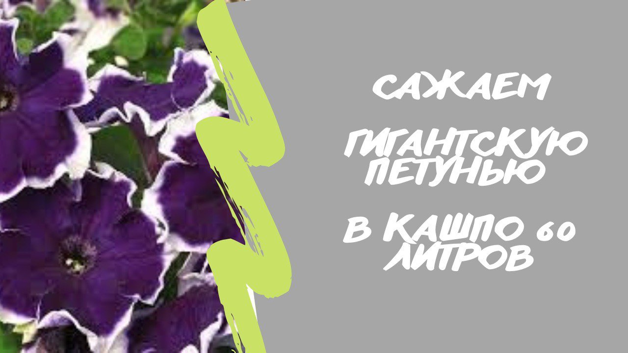 Сажаем гигантскую петунью в кашпо 60 литров.?
