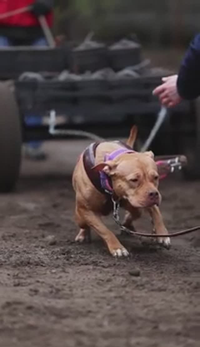 Американский булли Фанни. Чемпионат РКФ по вейт-пуллингу 11.05.24 г. Взятый вес 700 кг.