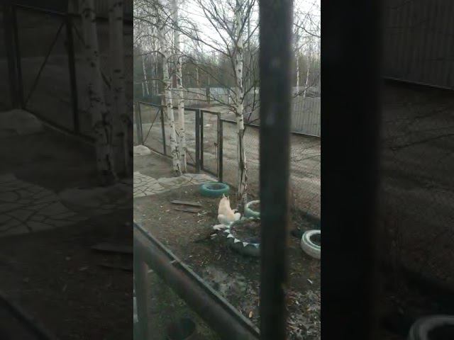 Сорока ворует хвост у лайки