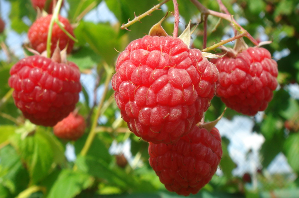 Что нужно сделать весной с малиной, чтобы получить максимальный урожай летом?