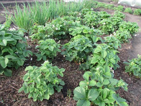 ПОДРОБНЫЙ ОБЗОР ТЕПЛИЦЫ И ОГОРОДА!!!