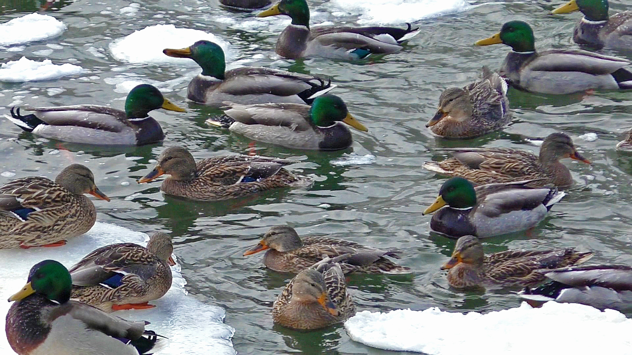 Утки у плотины в Йошкар-Оле