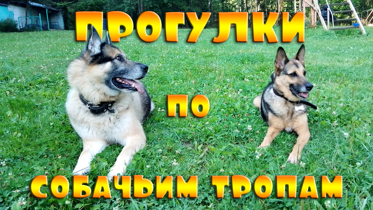 Прогулки по собачьим тропам. Делюсь настроением :)