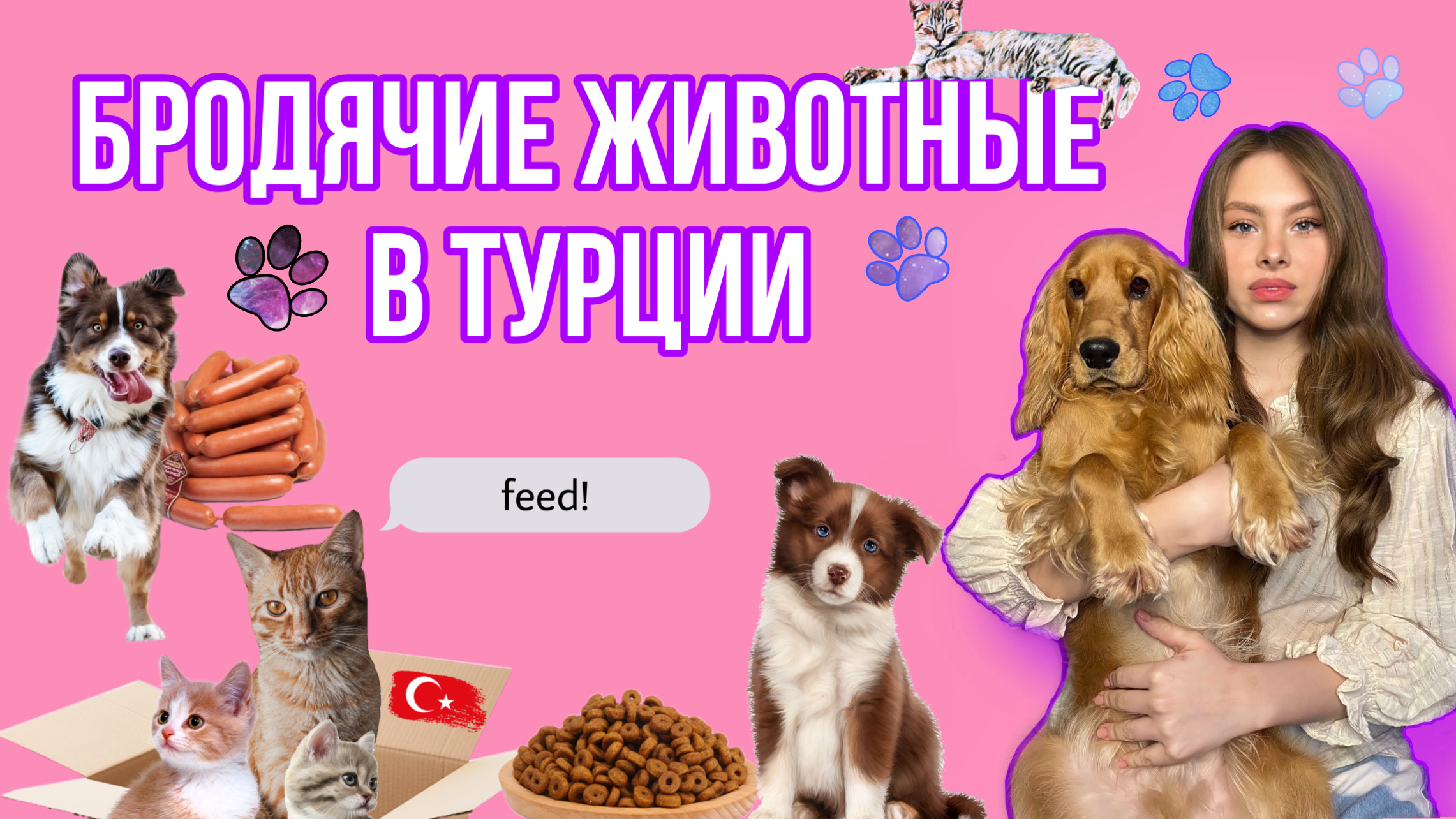 Как живут бродячие животные в Турции?