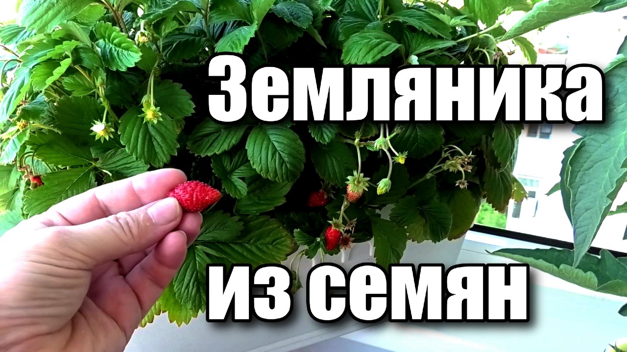 Земляника из семян за один сезон..