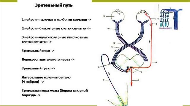 ОРГАН ЗРЕНИЯ