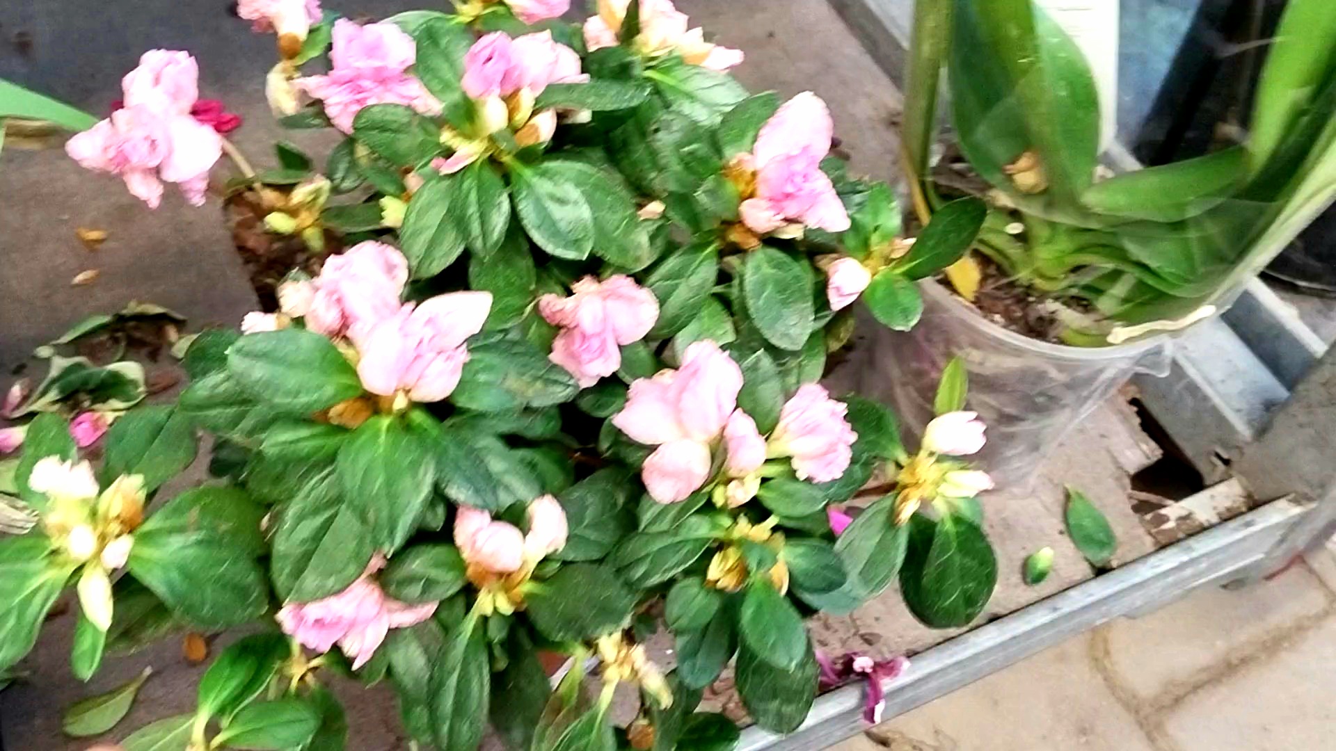 ?Оби⚘Уценка Цветов?