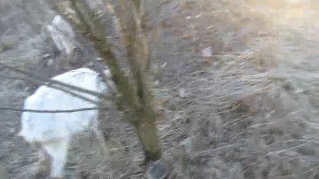 Манюня кыш!
- сама ты кыш, мелочь такая а мне взрослой козе говоришь кыш!..