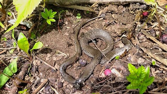 Таймлапс (TimeLapse) "Жук могильщик пытается зарыть дохлую змею (Ужа)"
