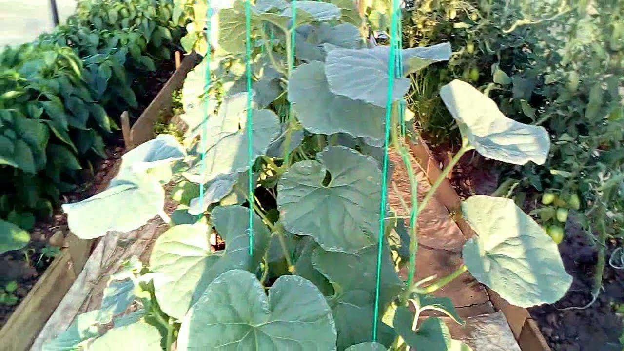 Томаты Дыни в теплице Срочно нужен совет