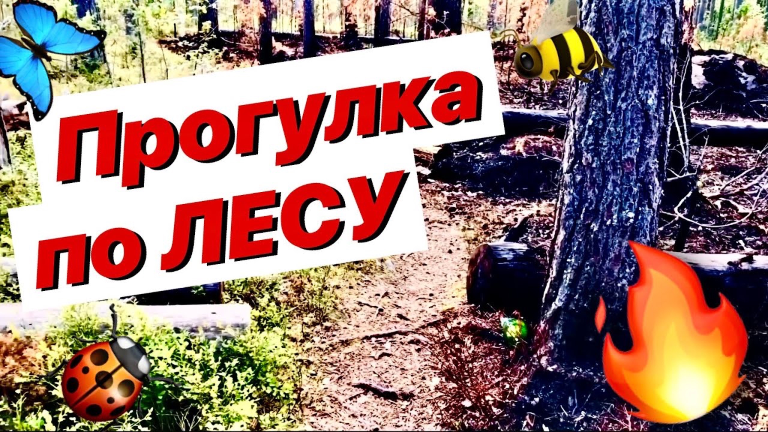 Дорога на дачу через лес