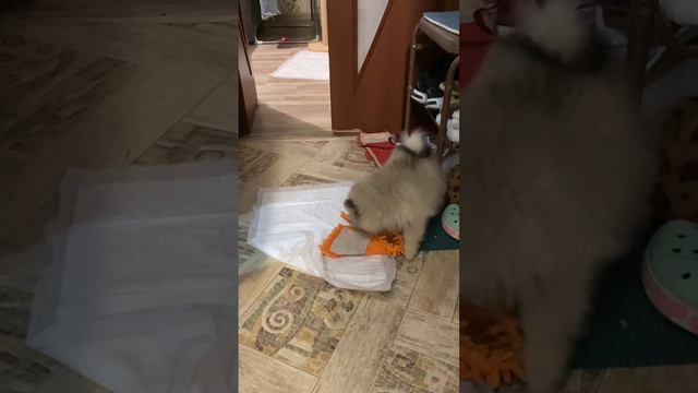 Кто если не Микки вымоет пол в квартире