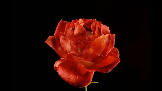 Футаж маска Дюймовочка. По мотивам сказки.