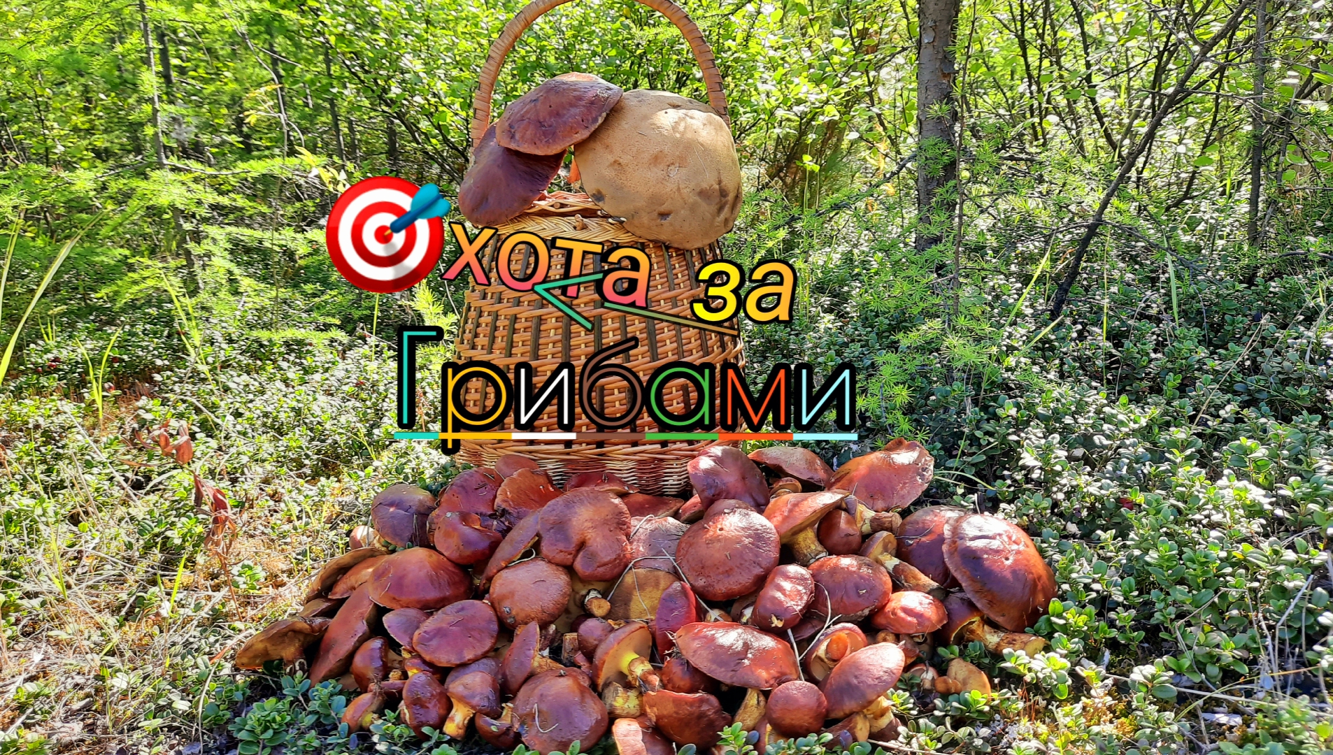 🎯хота🏹 за🍄Грибами🍀