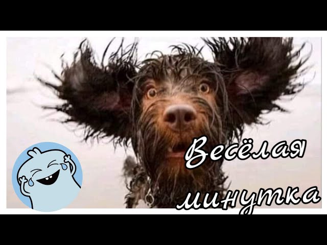 198. shorts  ?Веселая минутка. Смешное видео#3.