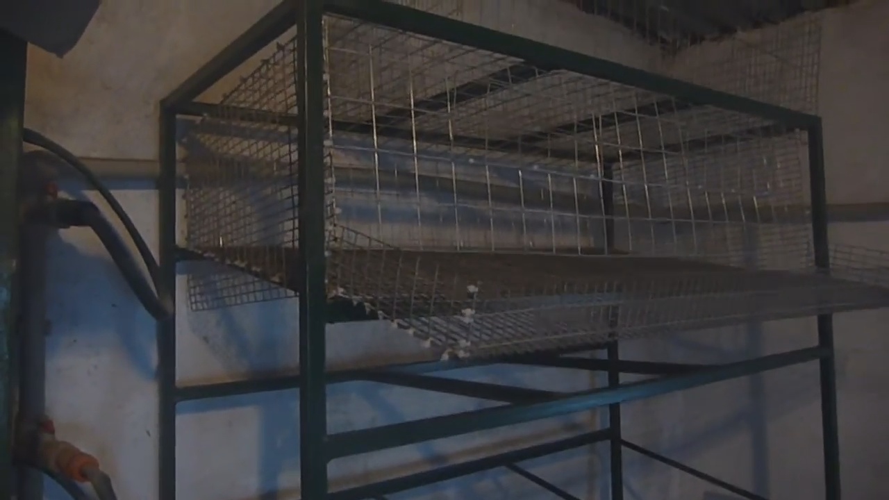 Жизнь в деревне __ Содержание перепелов _ Проблема с поддоном