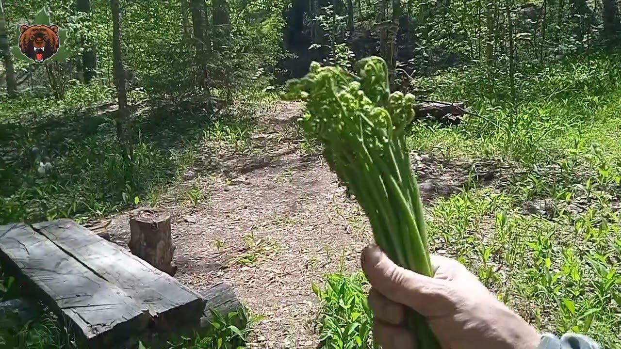 Начало сезона 7 финал