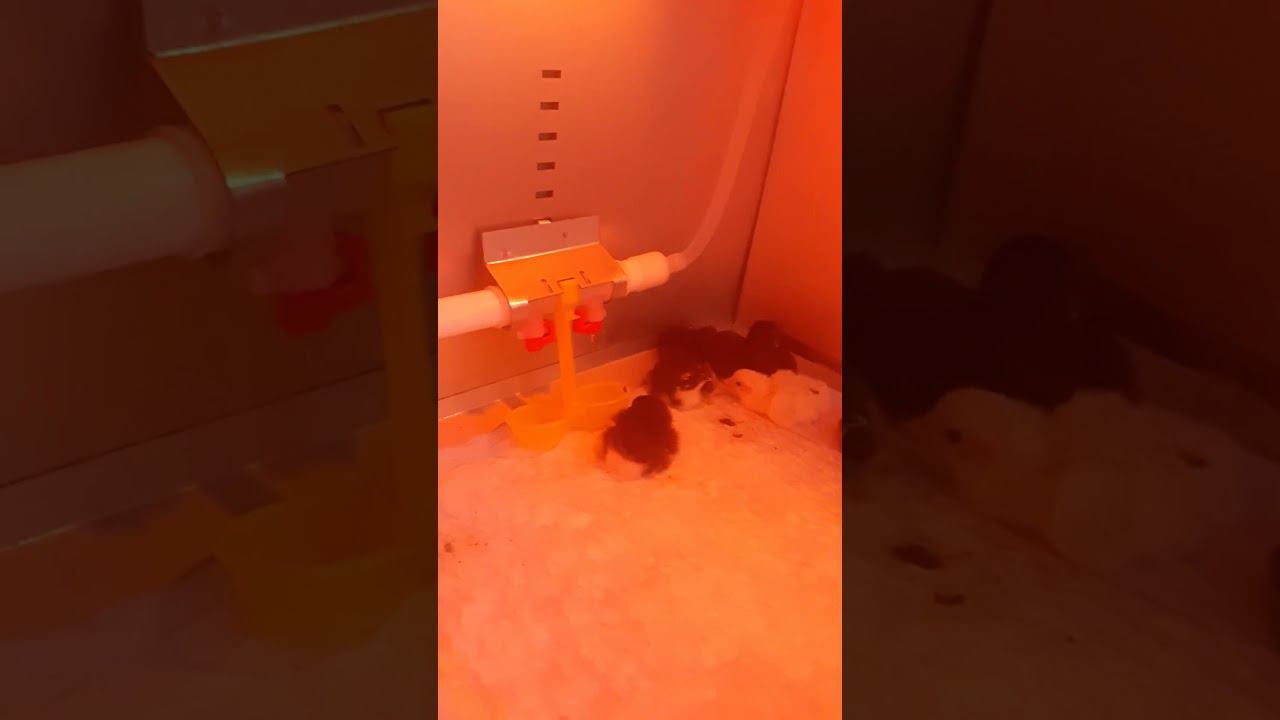 #вылупление #цыплята цыплятки в брудере под лампой