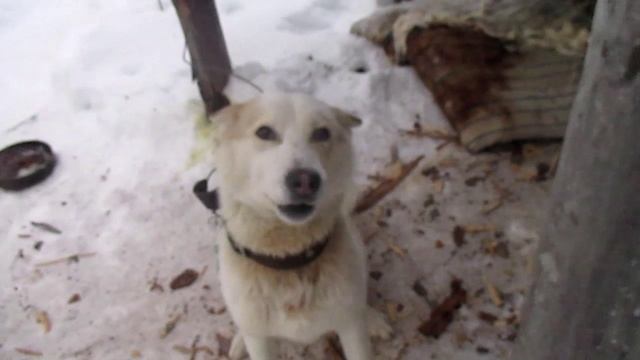 Песня про охотничью Лайку. "Мы поедем с тобой на охоту"