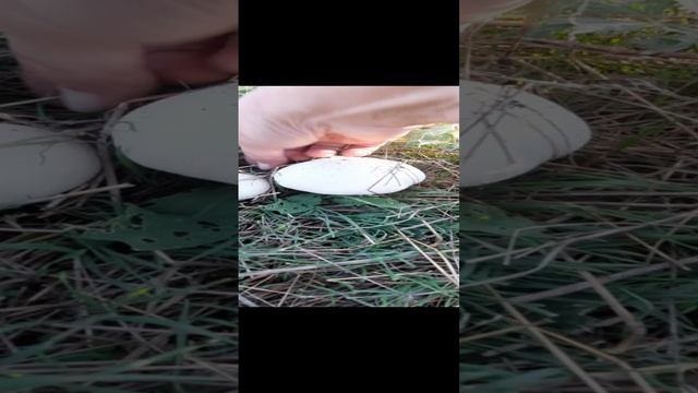 Собираем грибы синеножки.