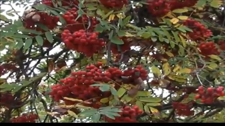 ах эта красная рябина