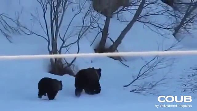 Три медведя на севере России!