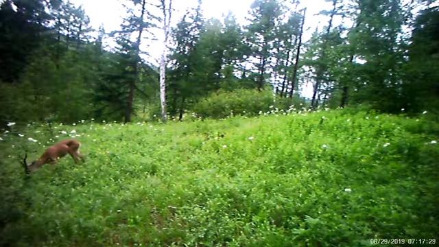 гуран (1).mp4