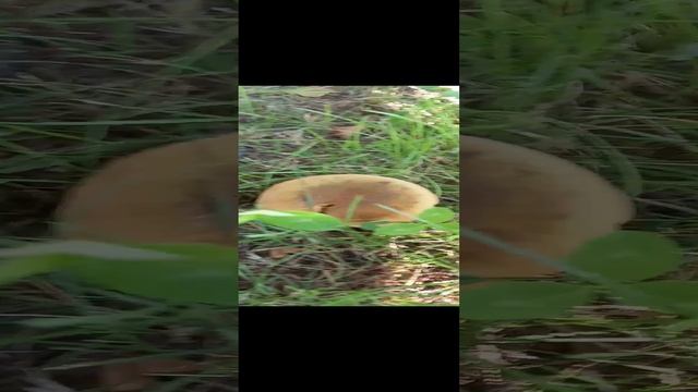 ❗Отправилась в город за дубовиками❗ #shorts #short #video #shortsvideo #shortvideo #nature #грибы #т