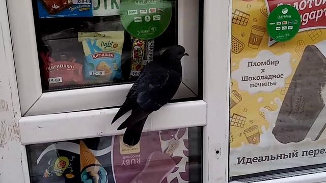 Голубь и мороженое