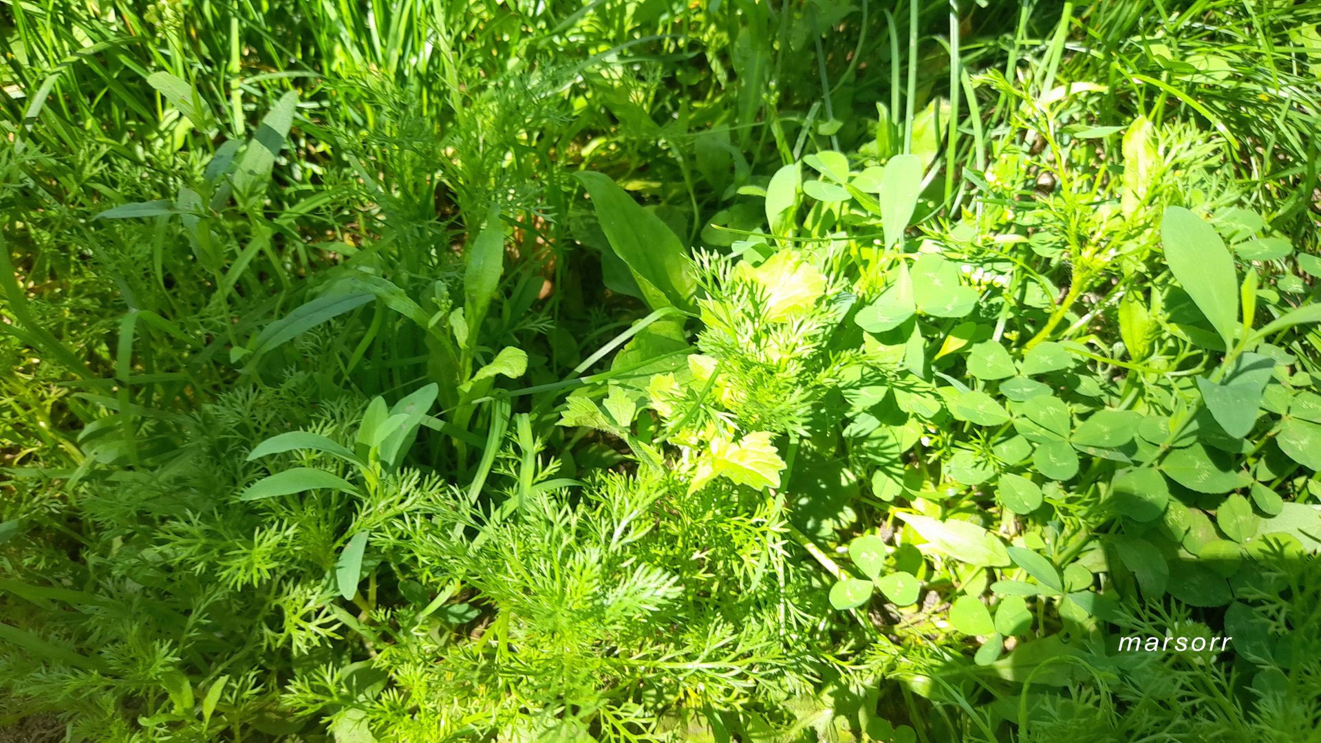 просто цветы. ромашки, подорожники, солнечно. новосиб, лето