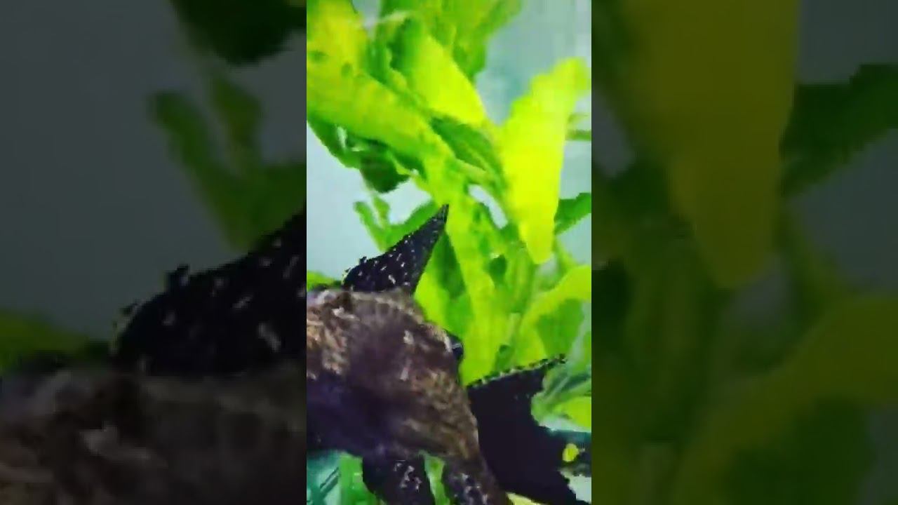 Новый жилец для моего аквариума. Красивый сомик, судя по всему, большим быть не должен.