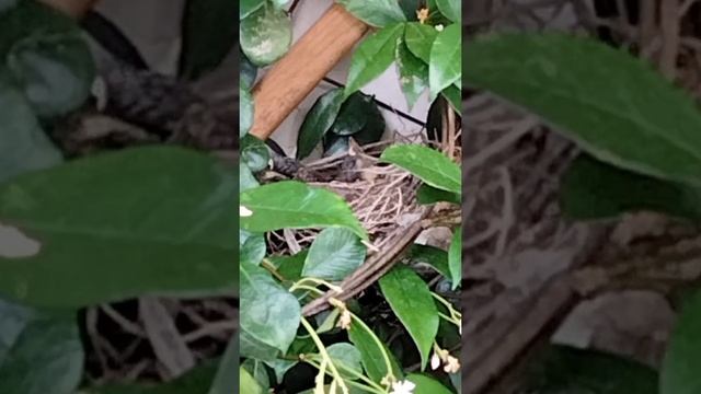 гнездо в жасмине