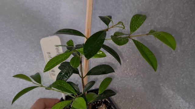 Мирт Евгения миртолистная 2