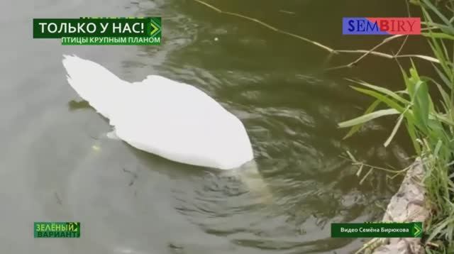 ПТИЦЫ КРУПНЫМ ПЛАНОМ. ЗЕЛЁНЫЙ ВАРИАНТ. Выпуск от 27.05.2019