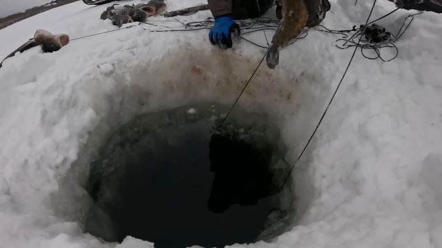 Перемет на налима. Проверка