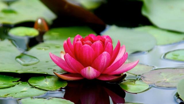 Медитация Хоопонопо. Я люблю тебя. Я раскаиваюсь. Пожалуйста, прости меня. Я благодарю тебя